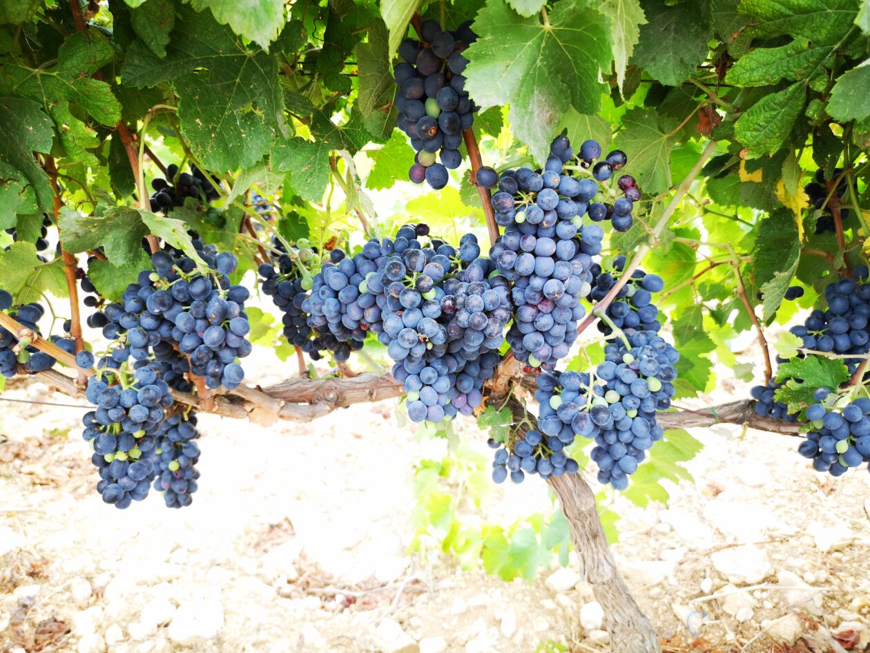 Vineyard - Domaine St Gabriel